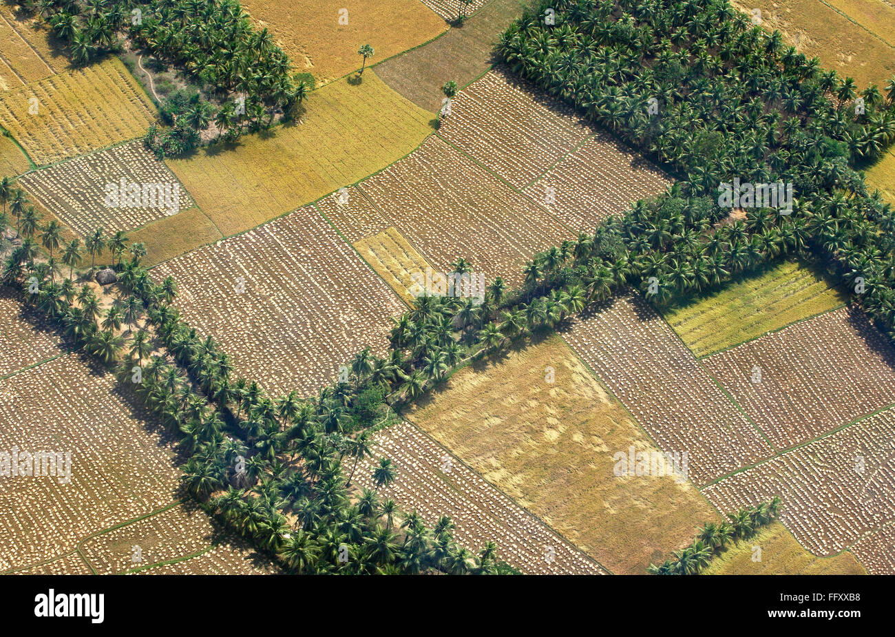 Aerial view of tilled field surrounded by palm trees , Andhra Pradesh ...