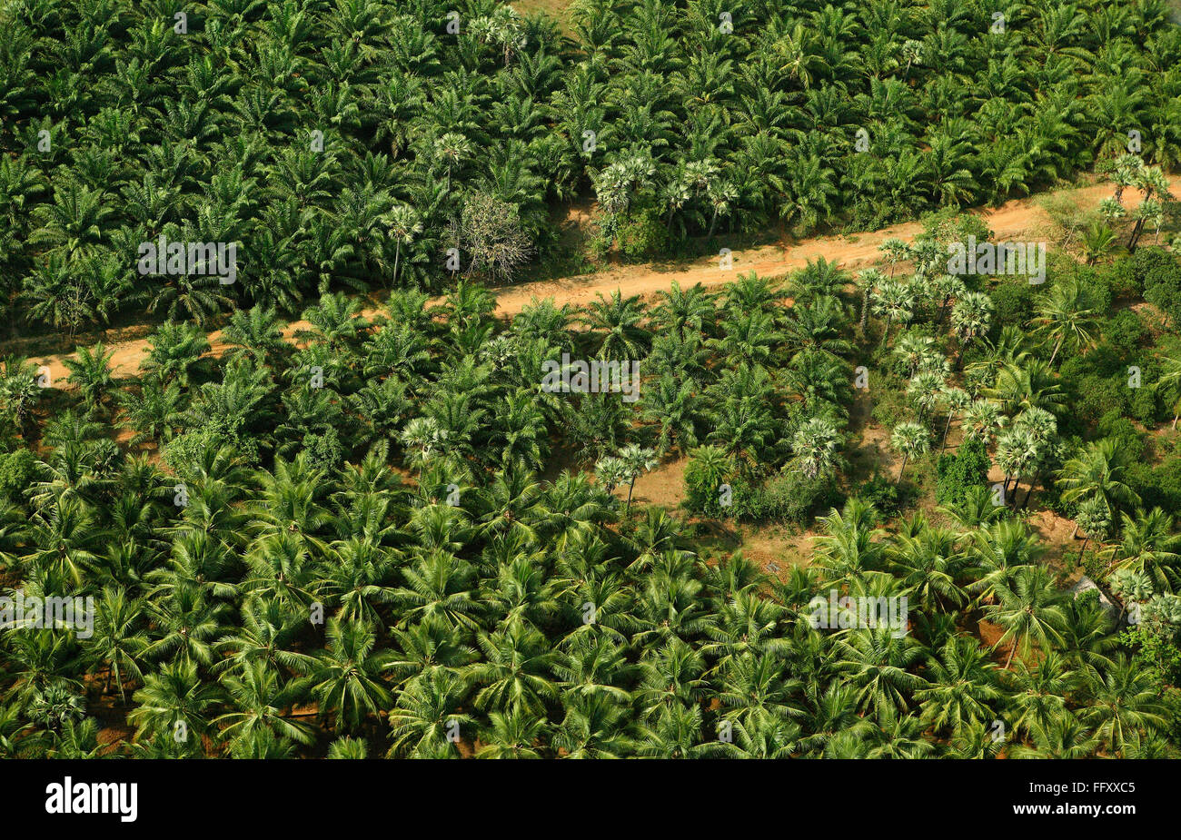 Palm tree field hi-res stock photography and images - Alamy