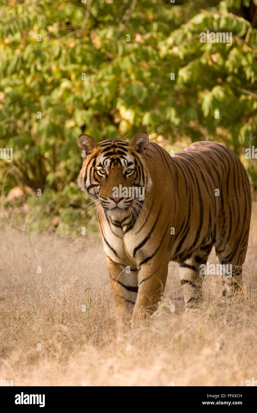 Tiger Panthera tigris , Ranthambore tiger reserve , Rajasthan , India ...