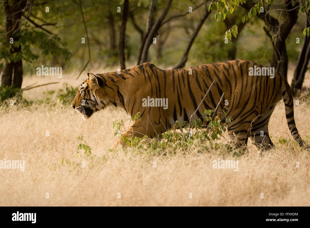 Tiger Panthera tigris , Ranthambore tiger reserve , Rajasthan , India ...