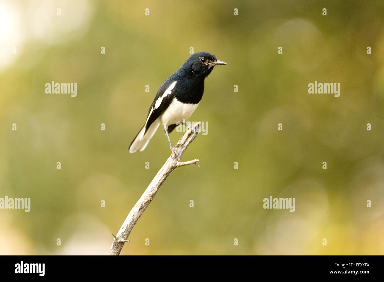 Black & white bird , Ranthambore tiger reserve , Rajasthan , India ...