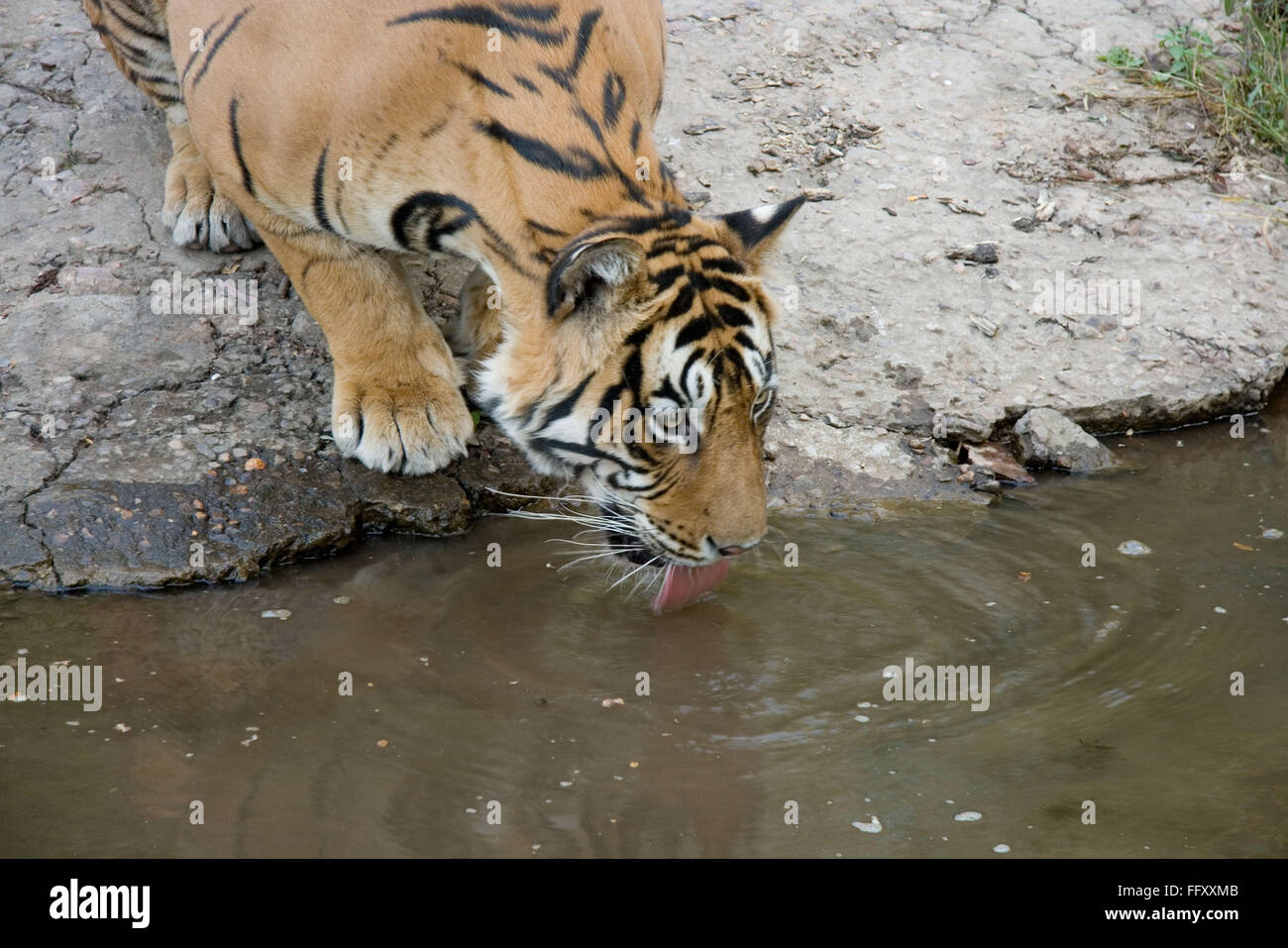 White tiger water hi-res stock photography and images - Alamy