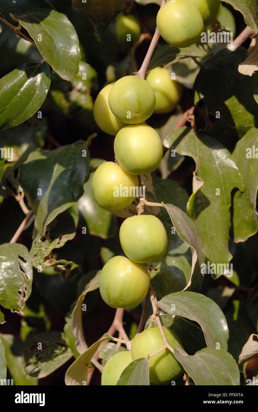Ber fruit hi-res stock photography and images - Alamy