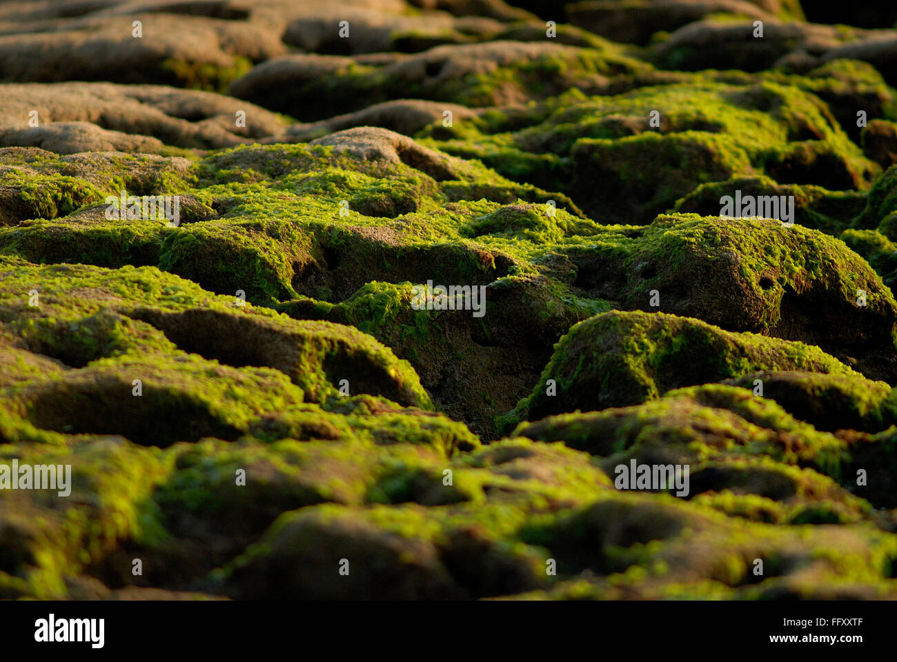 Corals at Pingleshwar beach , Kutch , Gujarat , India Stock Photo - Alamy