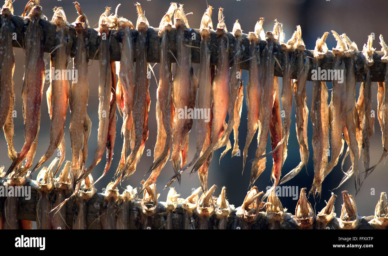 Dried fish , Jakhau , Kutch , Gujarat , India Stock Photo - Alamy