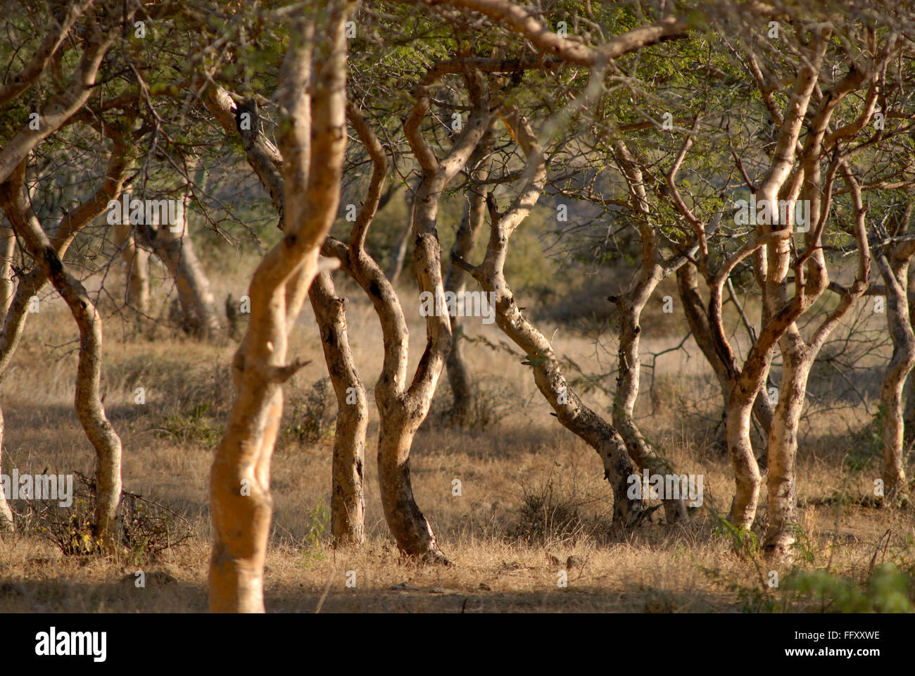 Trees in forest of Nakhatrana , Kutch , Gujarat , India Stock Photo - Alamy