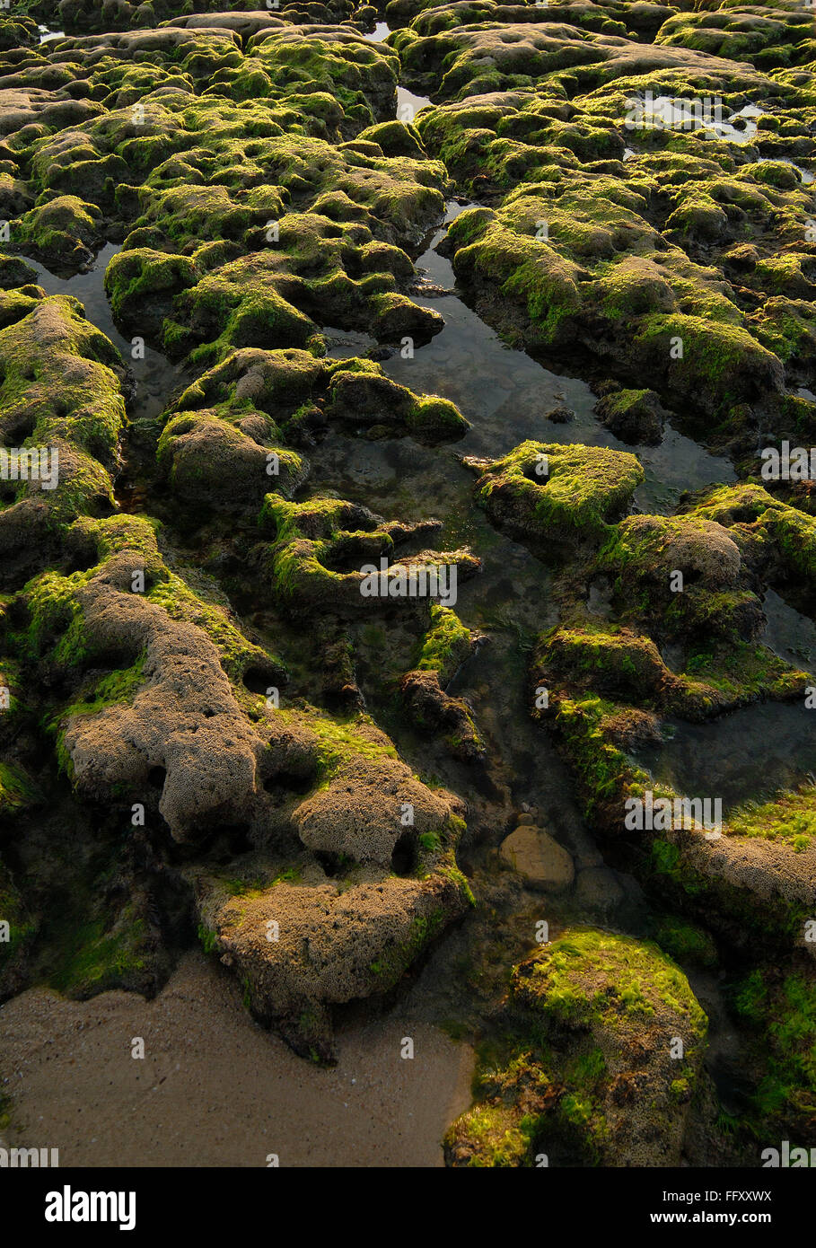 Corals at pingleshwar beach , Kutch , Gujarat , India Stock Photo - Alamy