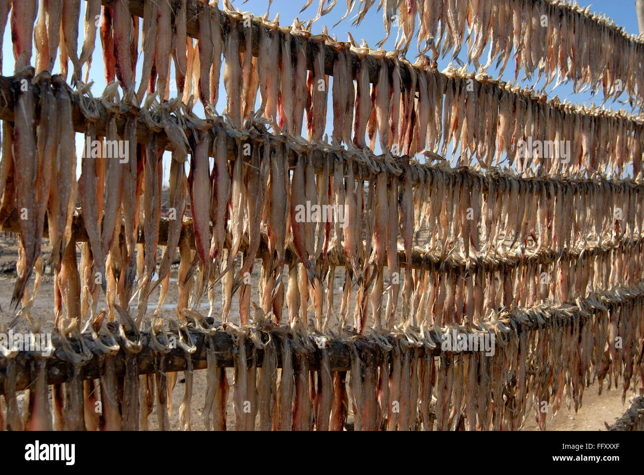 Dried fish , Jakhau , Kutch , Gujarat , India Stock Photo - Alamy
