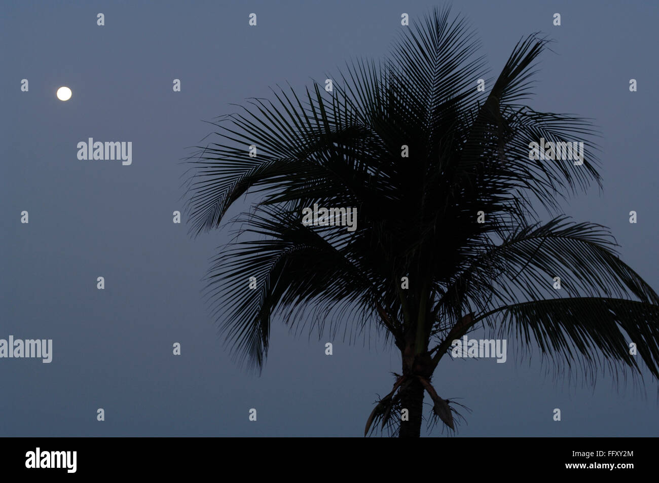 Moon and Coconut tree in night Stock Photo - Alamy