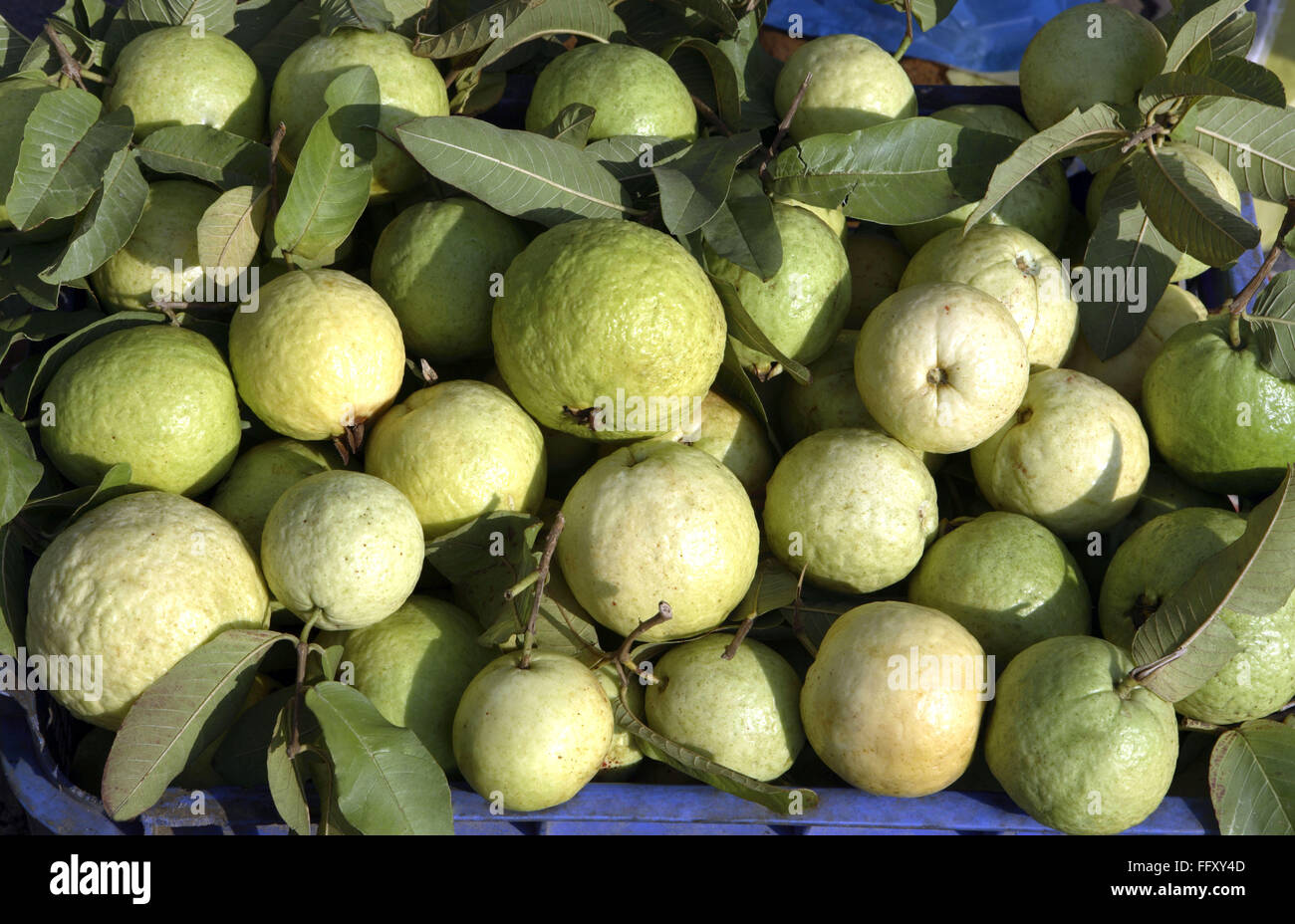 Fruit , guava , India Stock Photo - Alamy