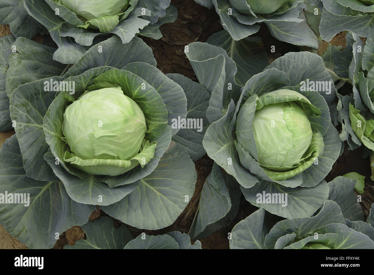 Vegetable, cabbage is one of the oldest vegetables used by the ancient ...