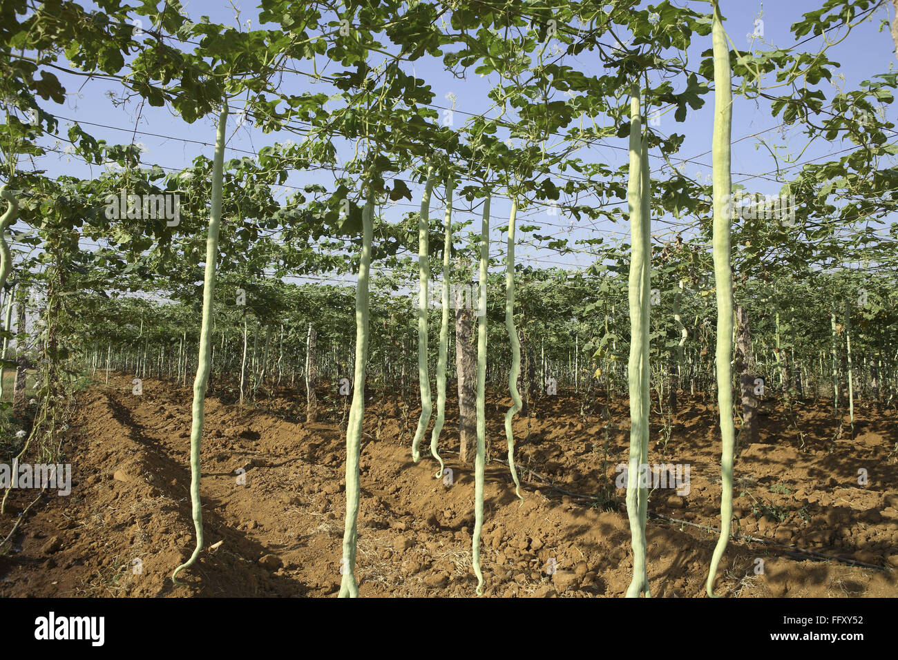 Vegetable , snake gourd , India Stock Photo - Alamy