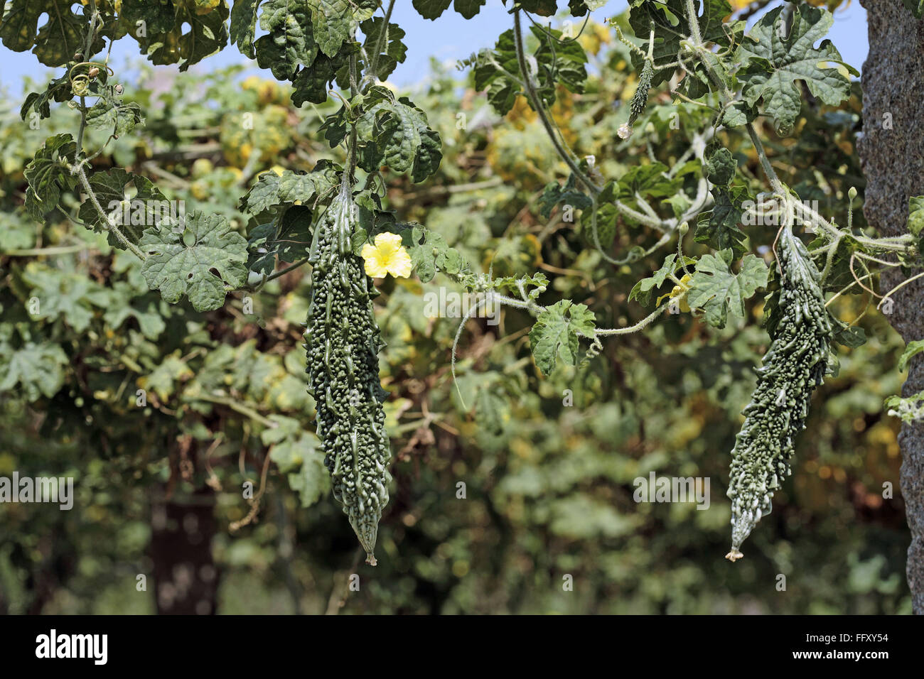 Vegetable , bitter guard , India Stock Photo - Alamy