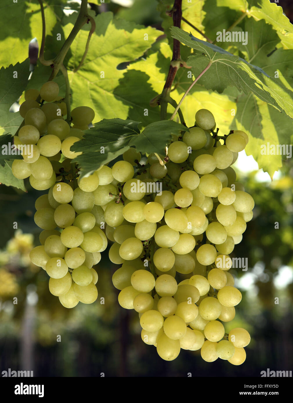 Grapes or draksh eat as dry fruits and fresh fruits have medicinal ...
