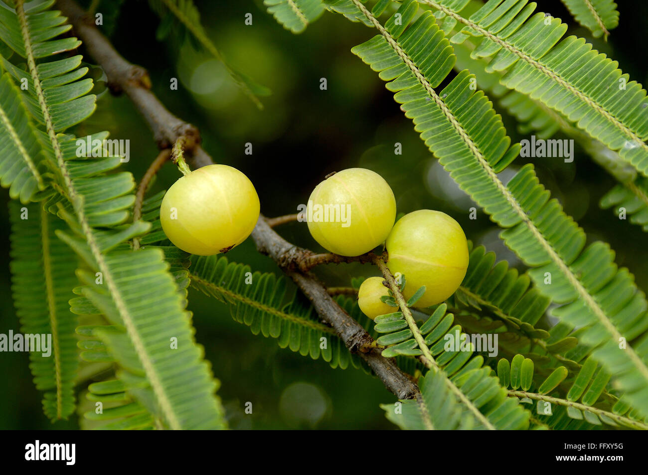 Amla tree, phyllanthus emblica, emblic, emblic myrobalan, myrobalan ...