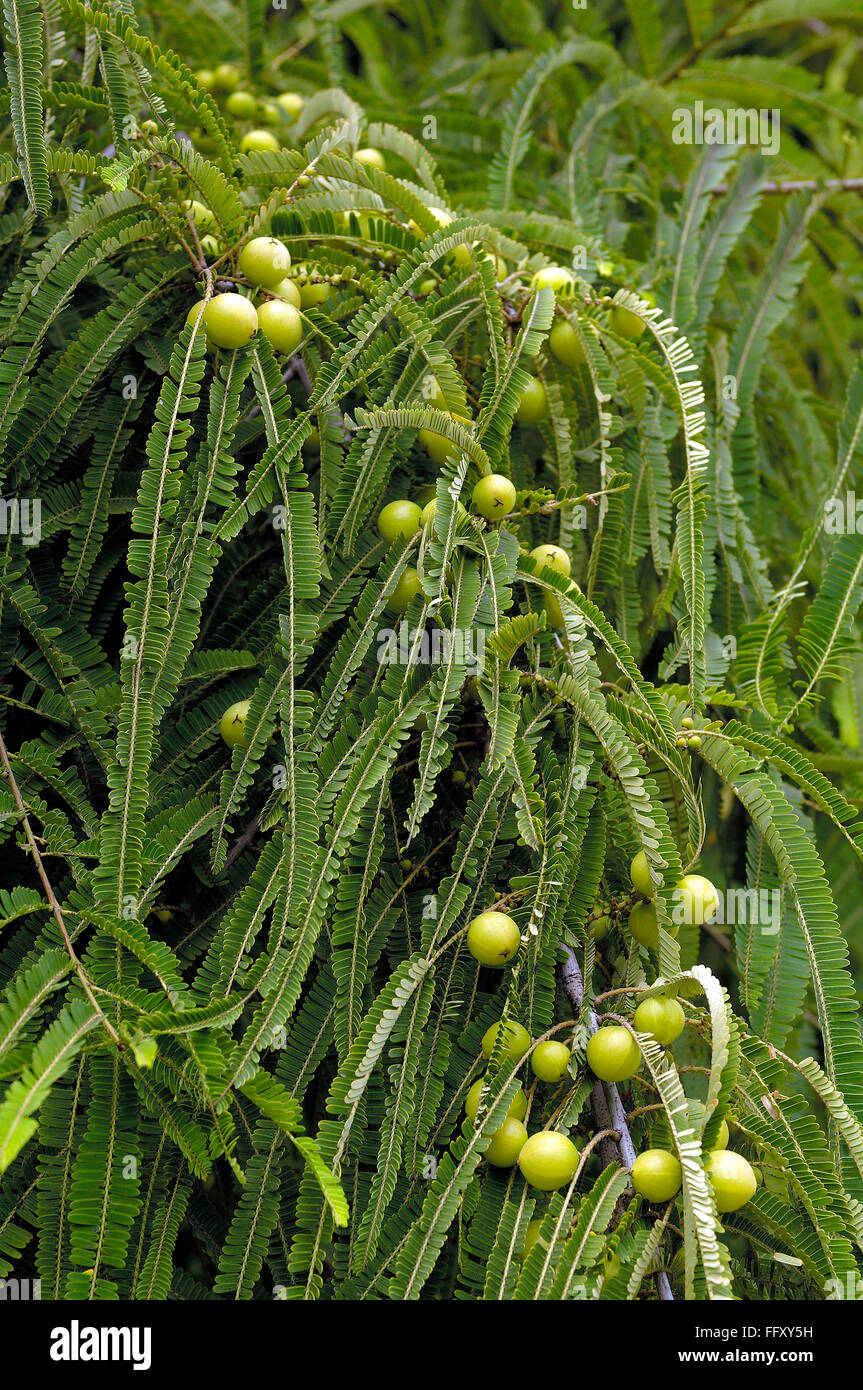 Amla tree hi-res stock photography and images - Alamy