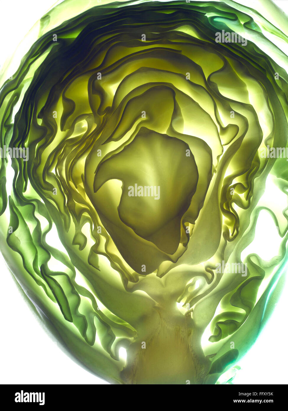 Vegetable cabbage is one of the oldest vegetable used by the ancient ...