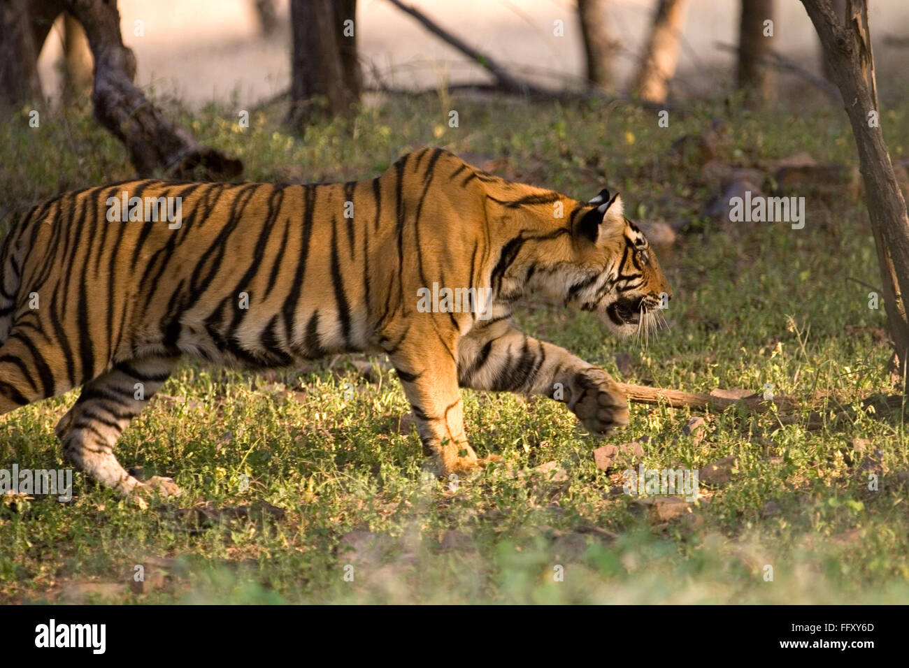 Tiger Panthera tigris searching pray , Ranthambore tiger reserve ...