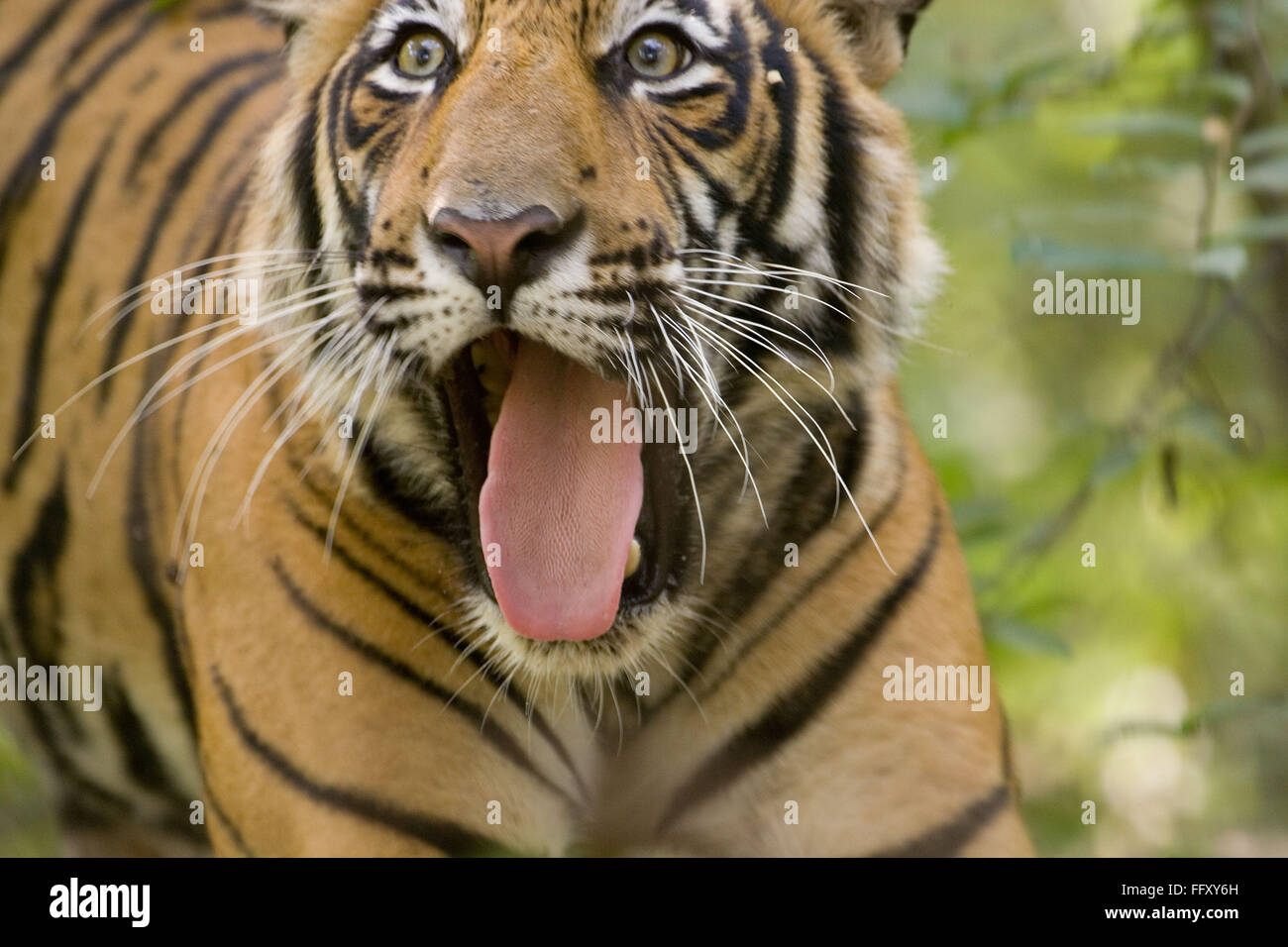 White bengal tiger tiger with tongue out hi-res stock photography and ...