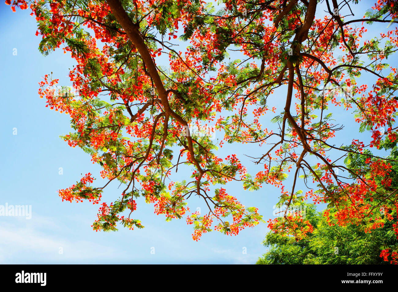 Gulmohar trees flowering hi-res stock photography and images - Alamy
