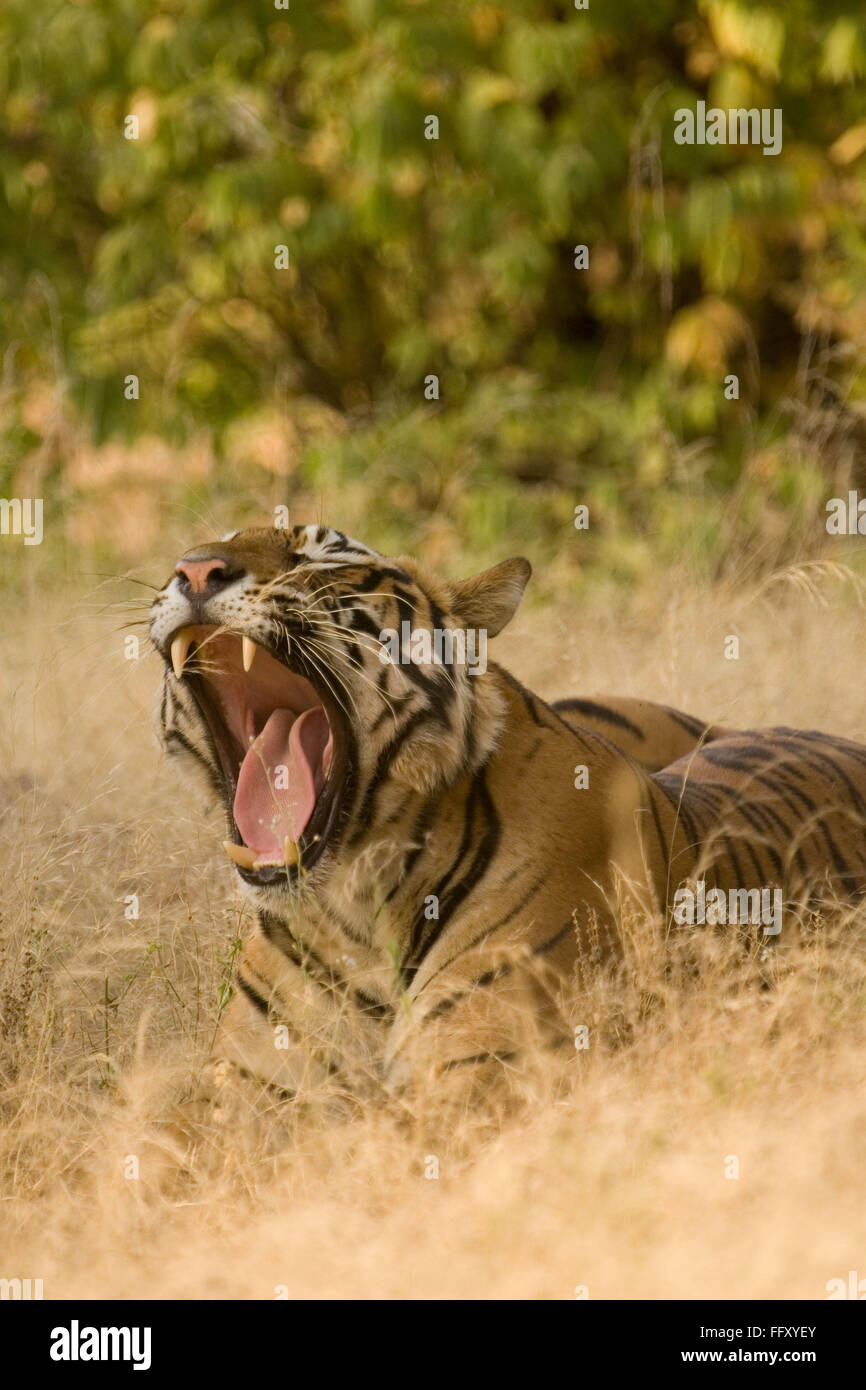 White bengal tiger tiger with tongue out hi-res stock photography and ...