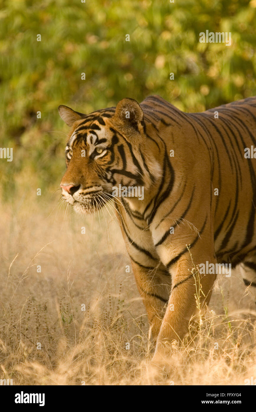 Pray animal hi-res stock photography and images - Alamy