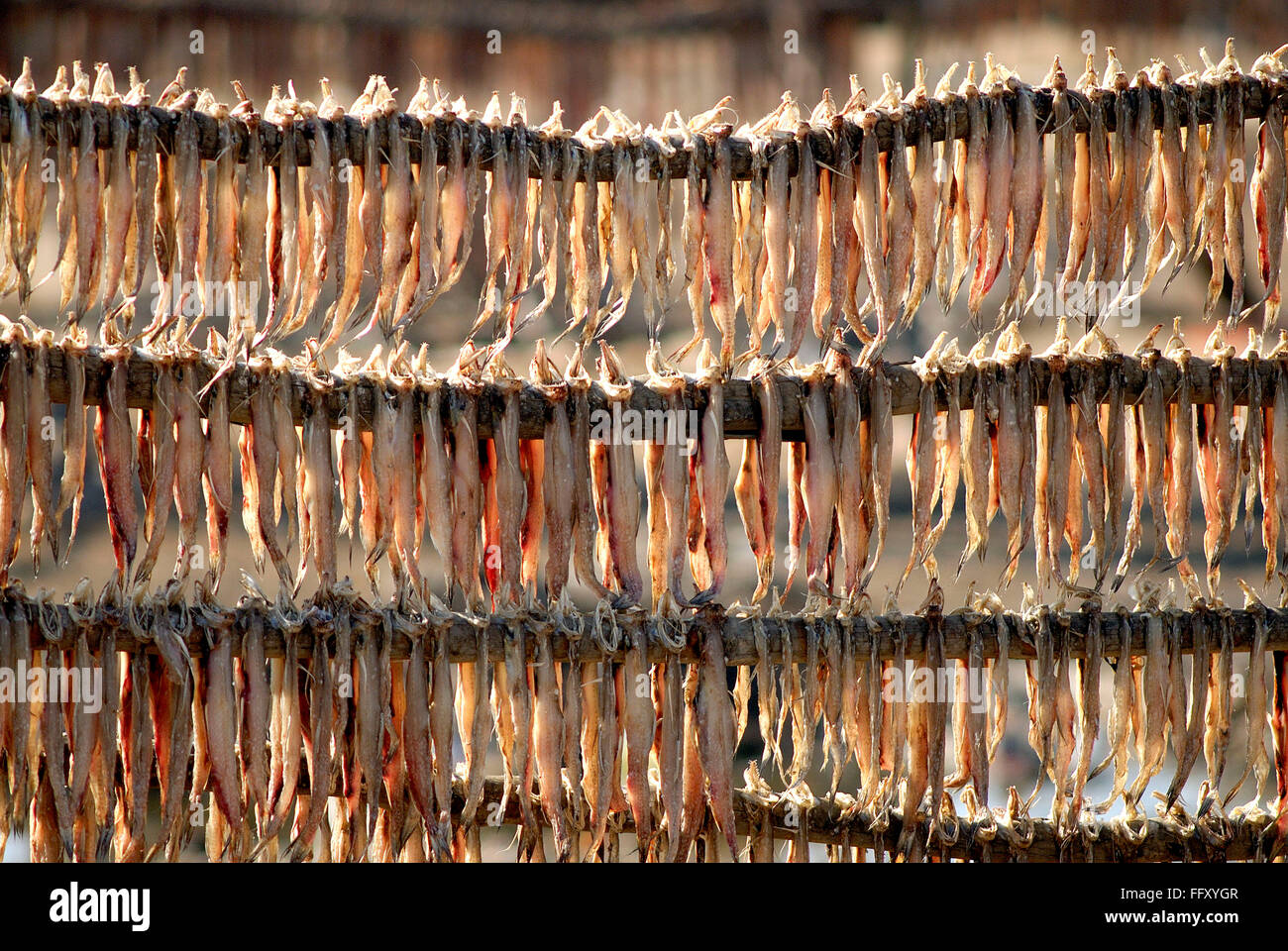 Dried fish close ups hi-res stock photography and images - Alamy