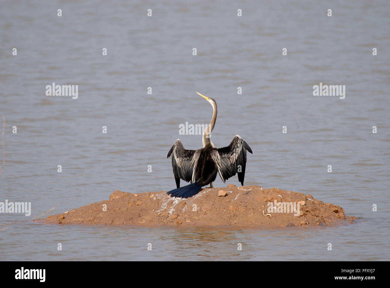 Darter Anhinga rufa Snake bird , Vijay Sagar Dam , Kutch , Gujarat ...