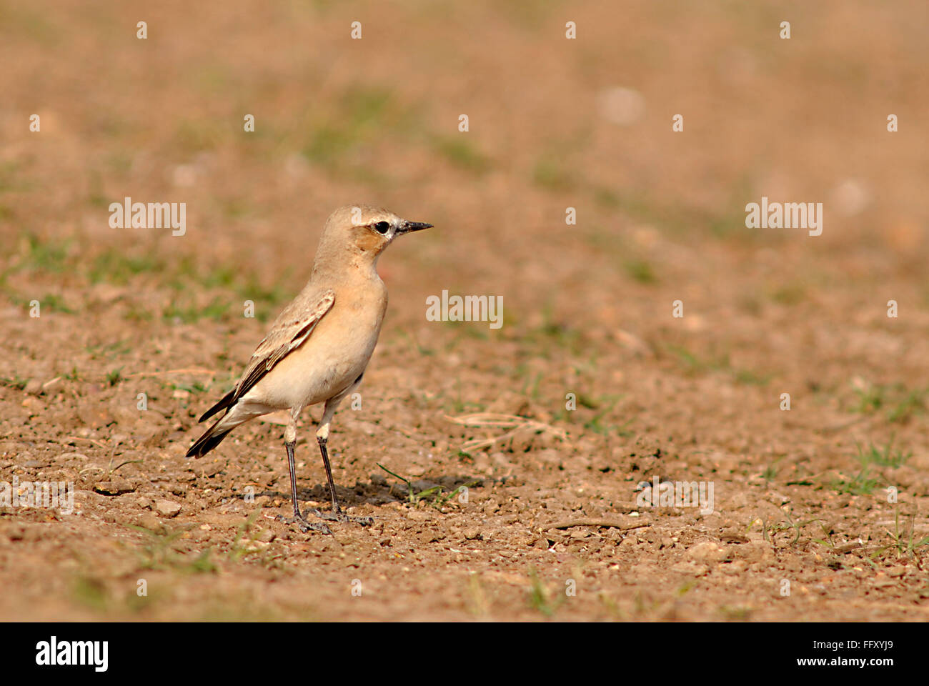 Birds , Desert Pipit , Mandvi , Kutch , Gujarat , India Stock Photo - Alamy