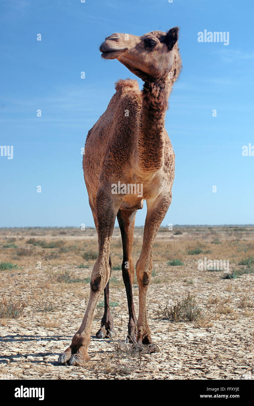 Kutch desert india hi-res stock photography and images - Alamy