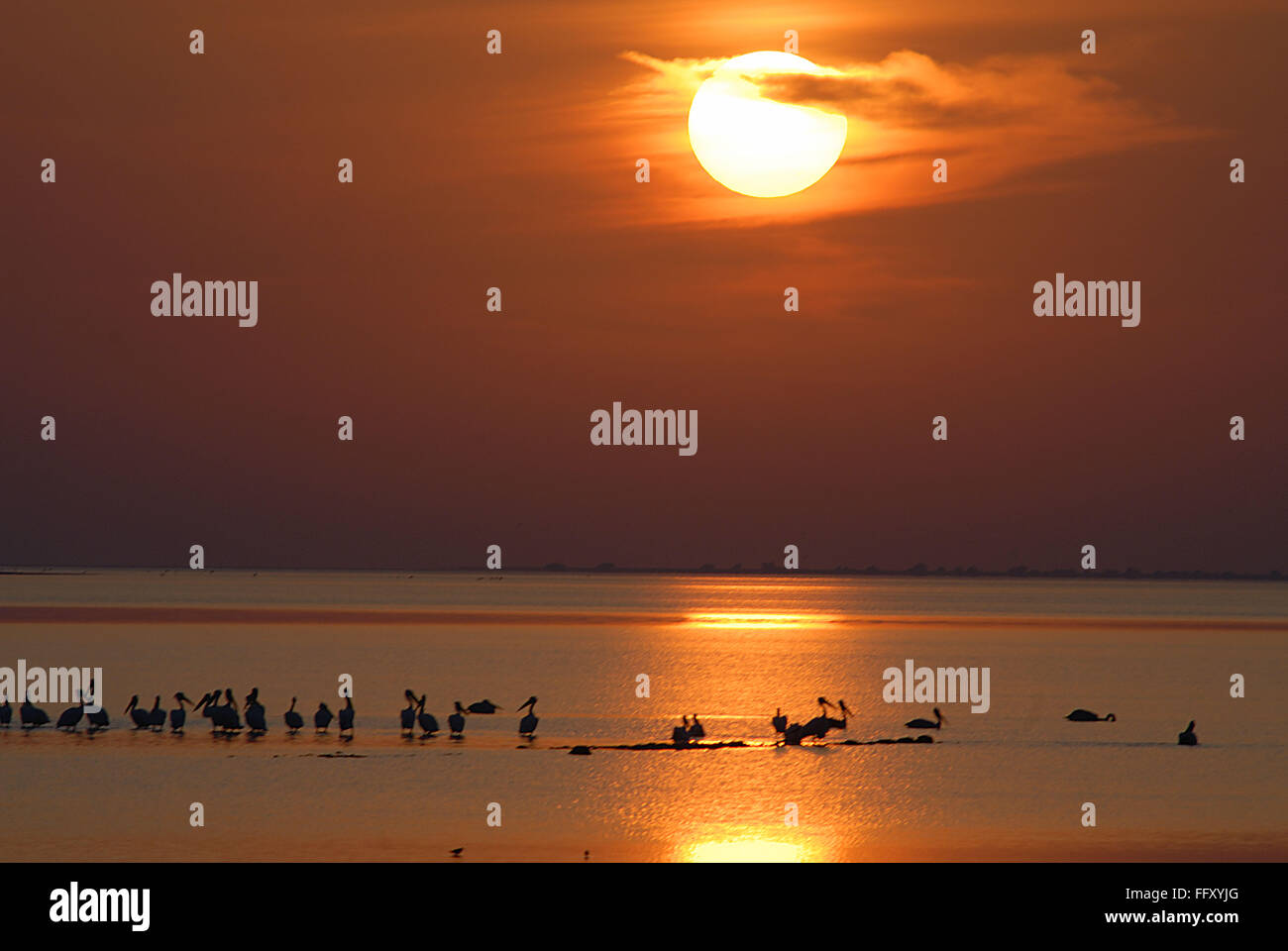 Sunset with pelicans at Dholavira , Kutch , Gujarat , India Stock Photo ...
