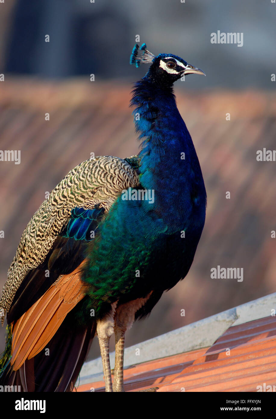 Peahen bird hi-res stock photography and images - Alamy