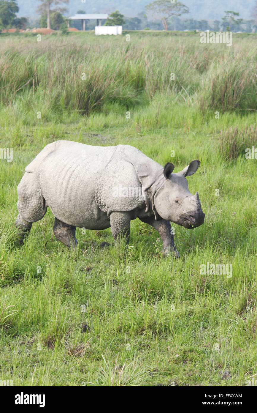 Rhino one horned Rhinoceros unicornis in Kaziranga national park ...
