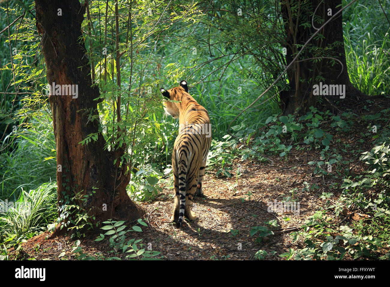 Bengal tiger eating prey panthera hi-res stock photography and images ...