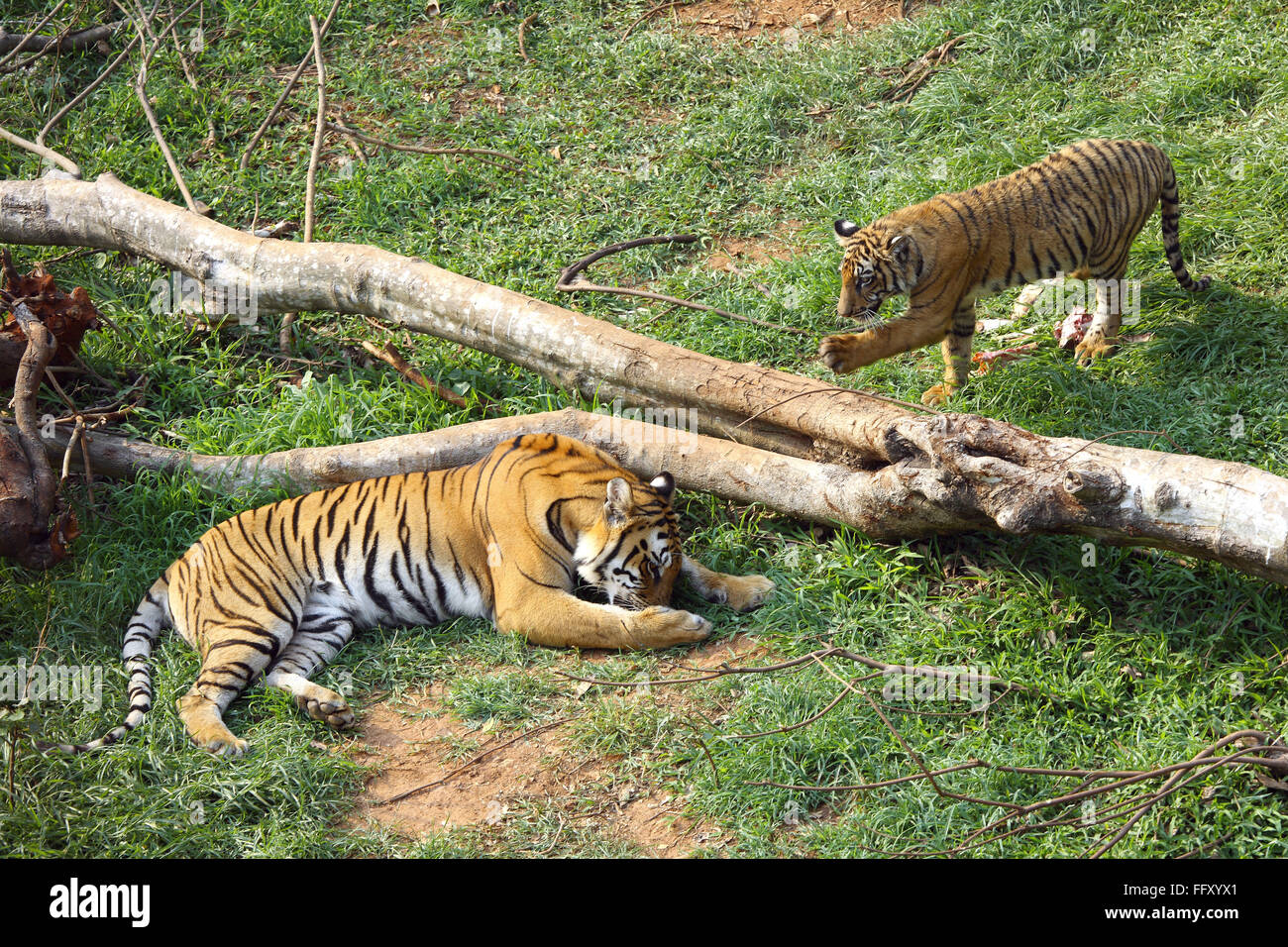 Bengal Tiger Panthera tigris with playful cub in Guwahati zoo , Assam ...