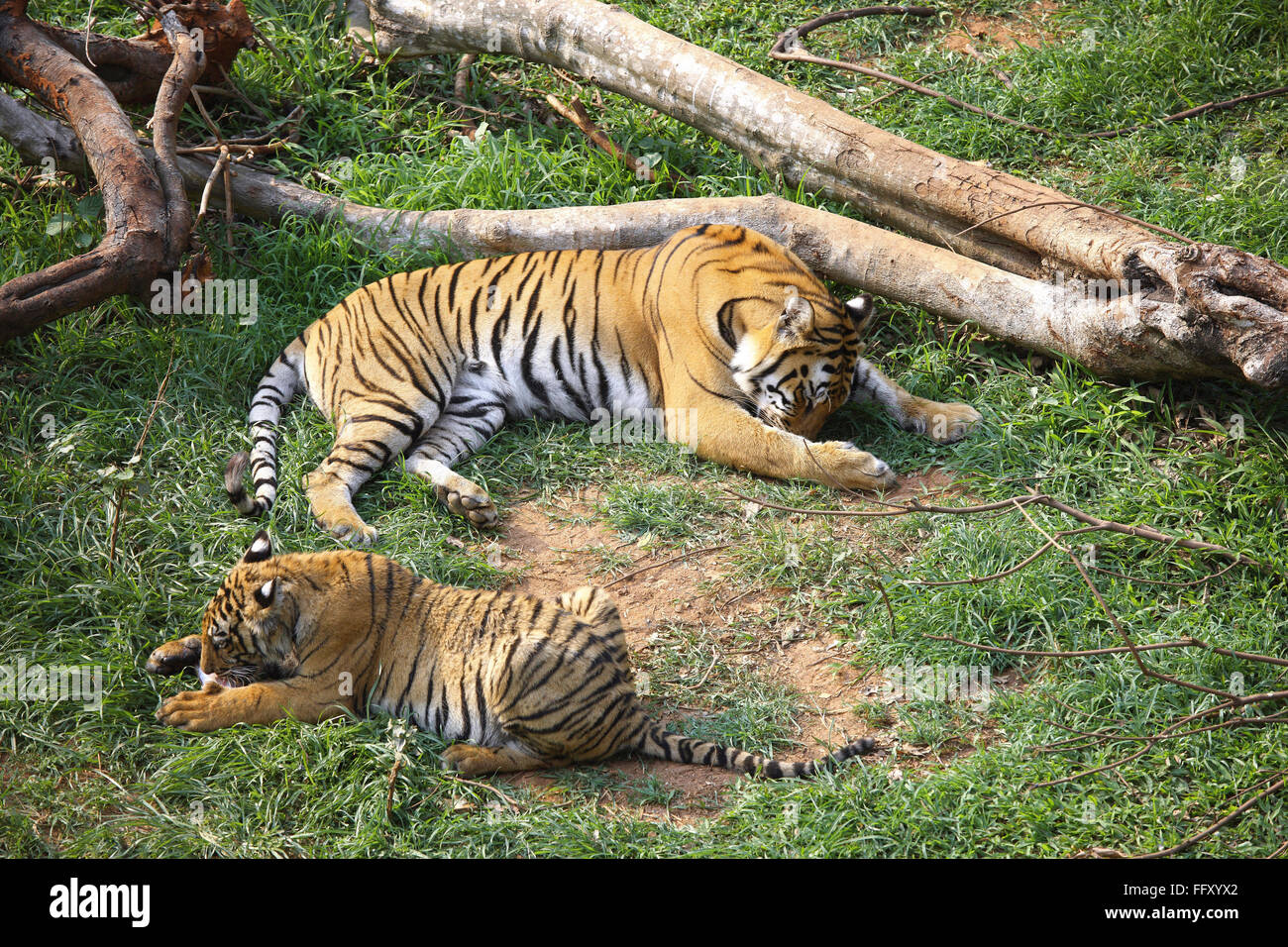Tigress and cub hi-res stock photography and images - Alamy