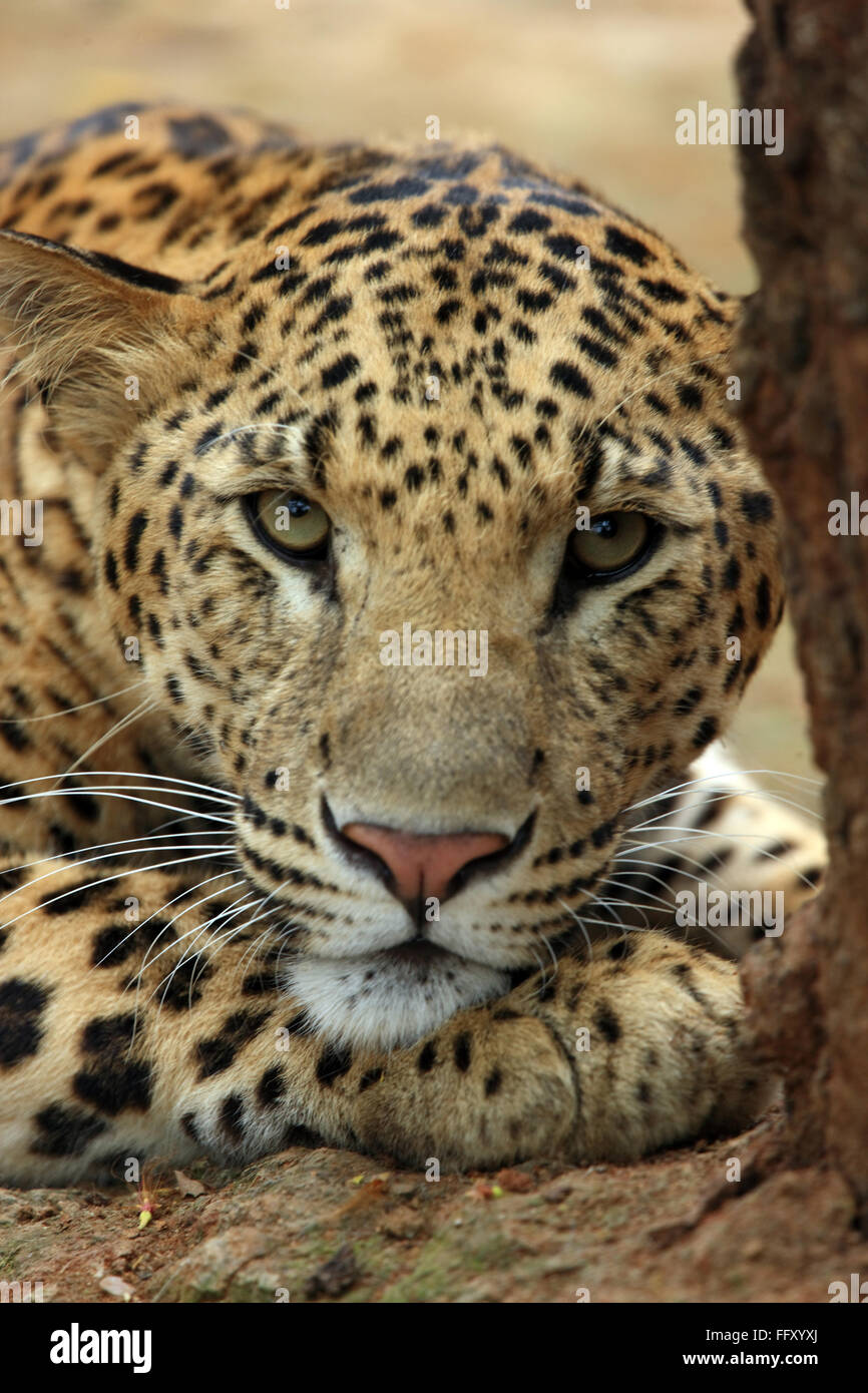 Black leopard panthera pardus leopard hi-res stock photography and ...