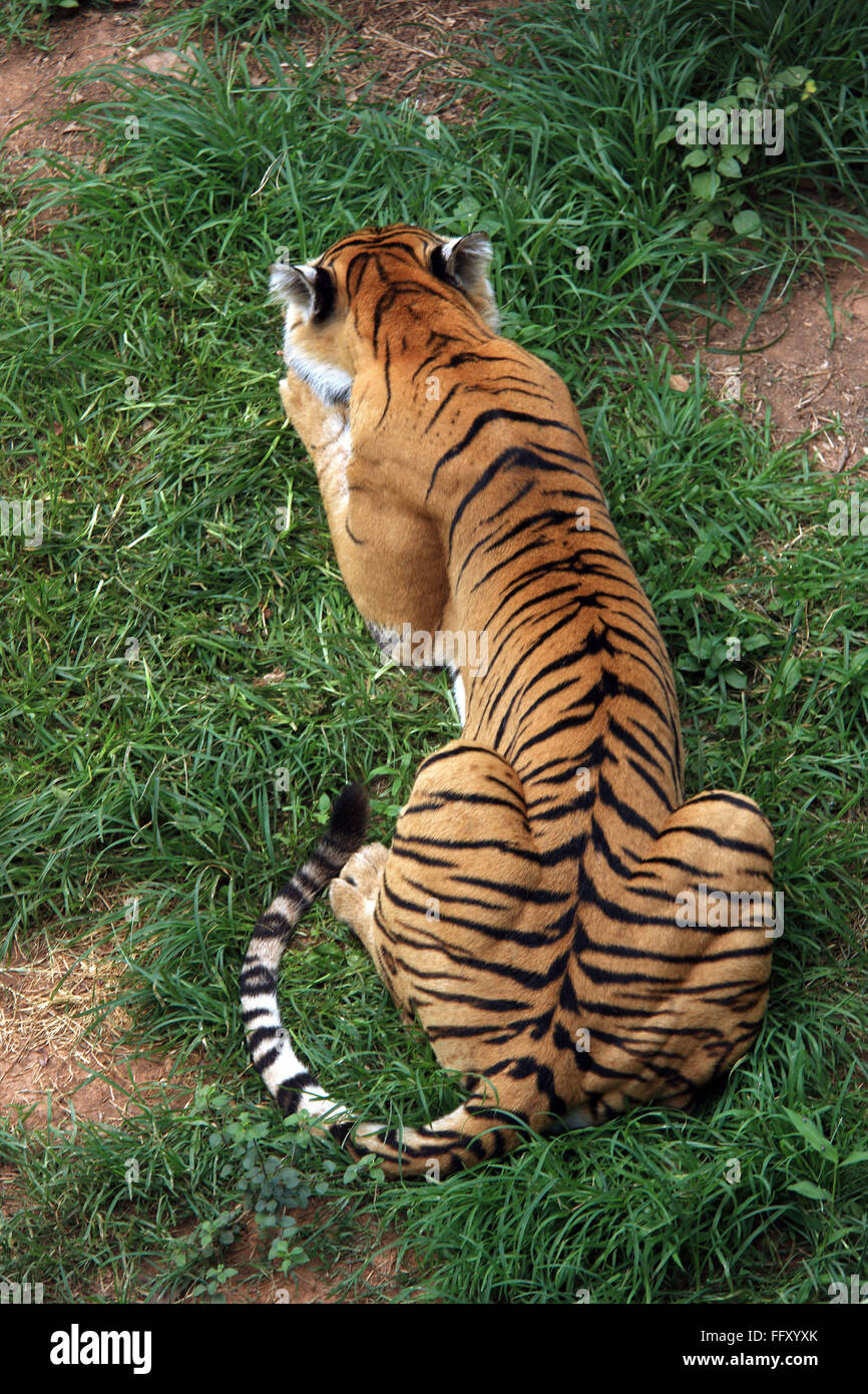 Bengal tiger eating hi-res stock photography and images - Alamy