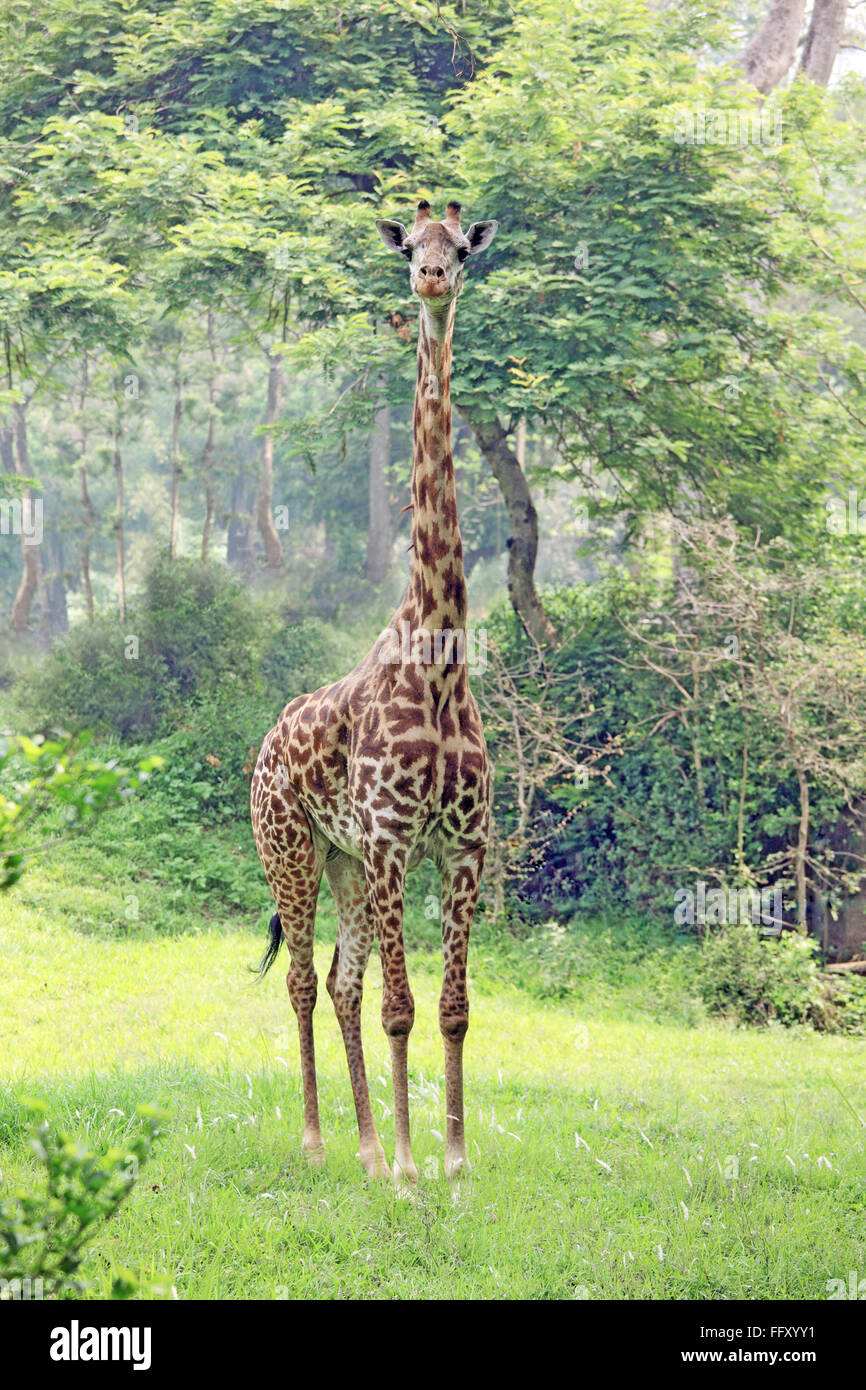 Giraffe in the forest hi-res stock photography and images - Alamy