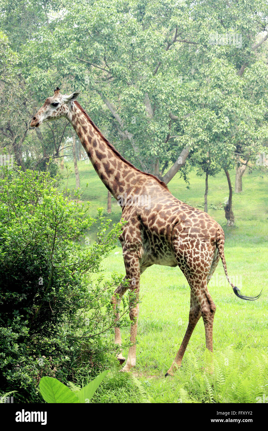 Giraffe Giraffe Camelopardalis Giraffe in Guwahati zoo , Assam , India ...