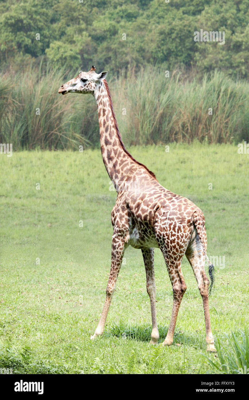 Habitat Of Giraffe In India at Saul Carroll blog