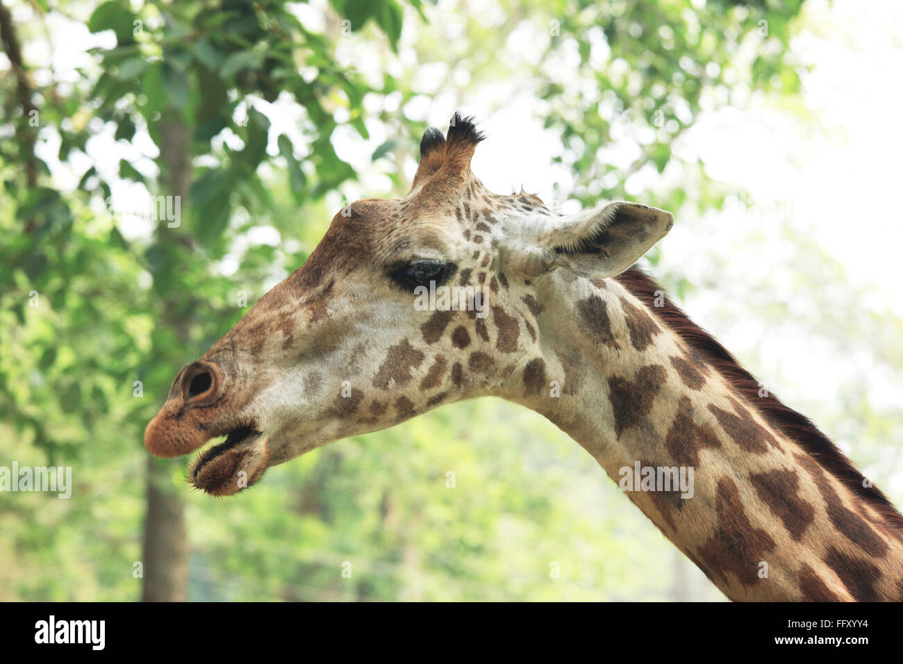 Giraffe Giraffe Camelopardalis Giraffe in Guwahati zoo , Assam , India ...