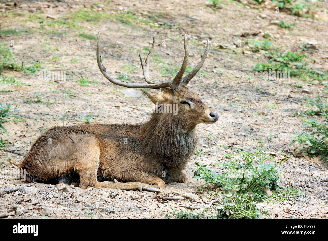 Swamp deer or Barasingha Cervus Duvauceli in Guwahati zoo , Assam ...