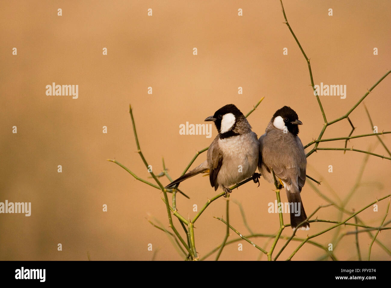 India pycnonotus leucotis hi-res stock photography and images - Alamy