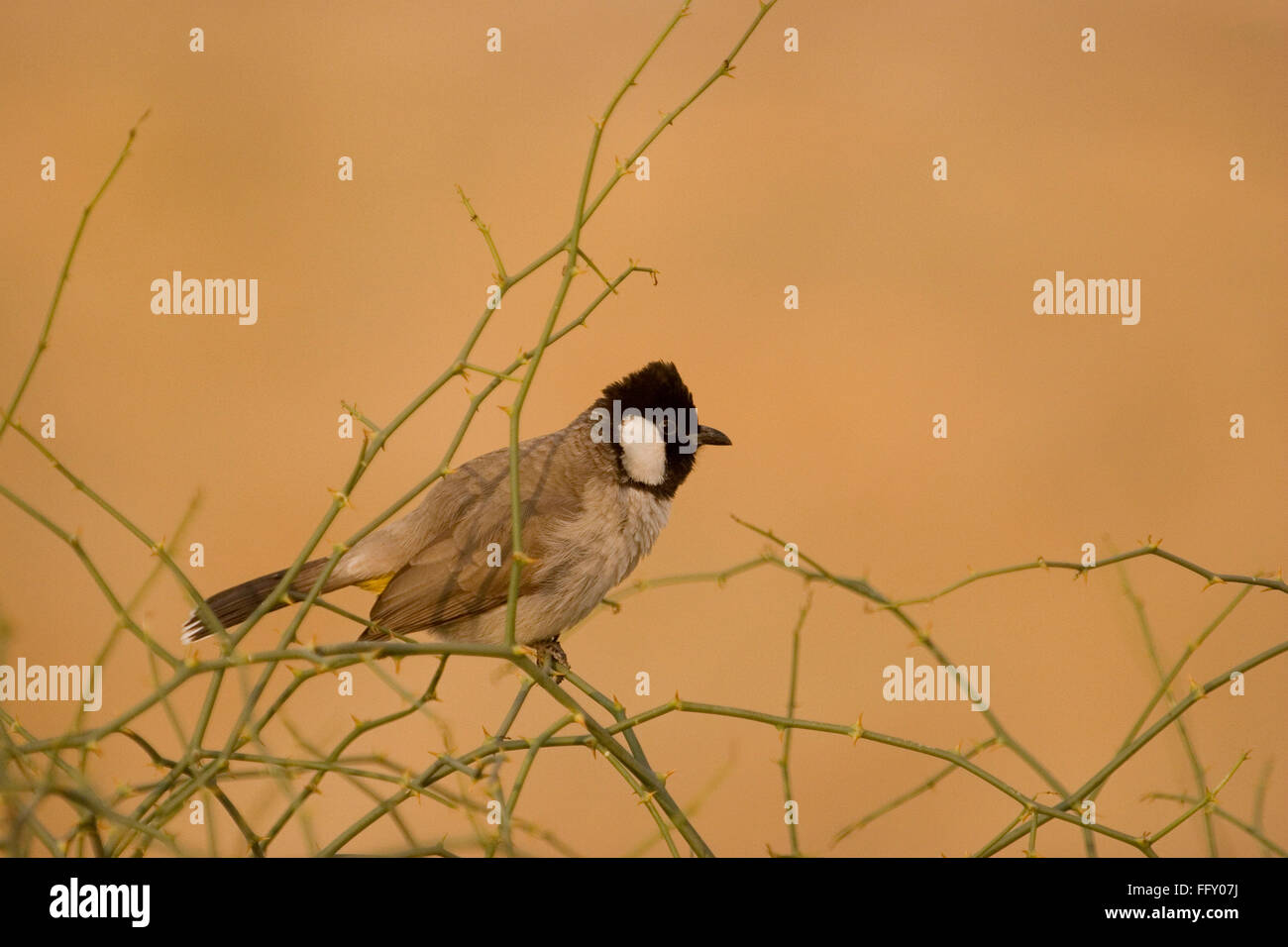 Bird , White cheeked Bulbul or white eared Pycnonotus leucotis ...