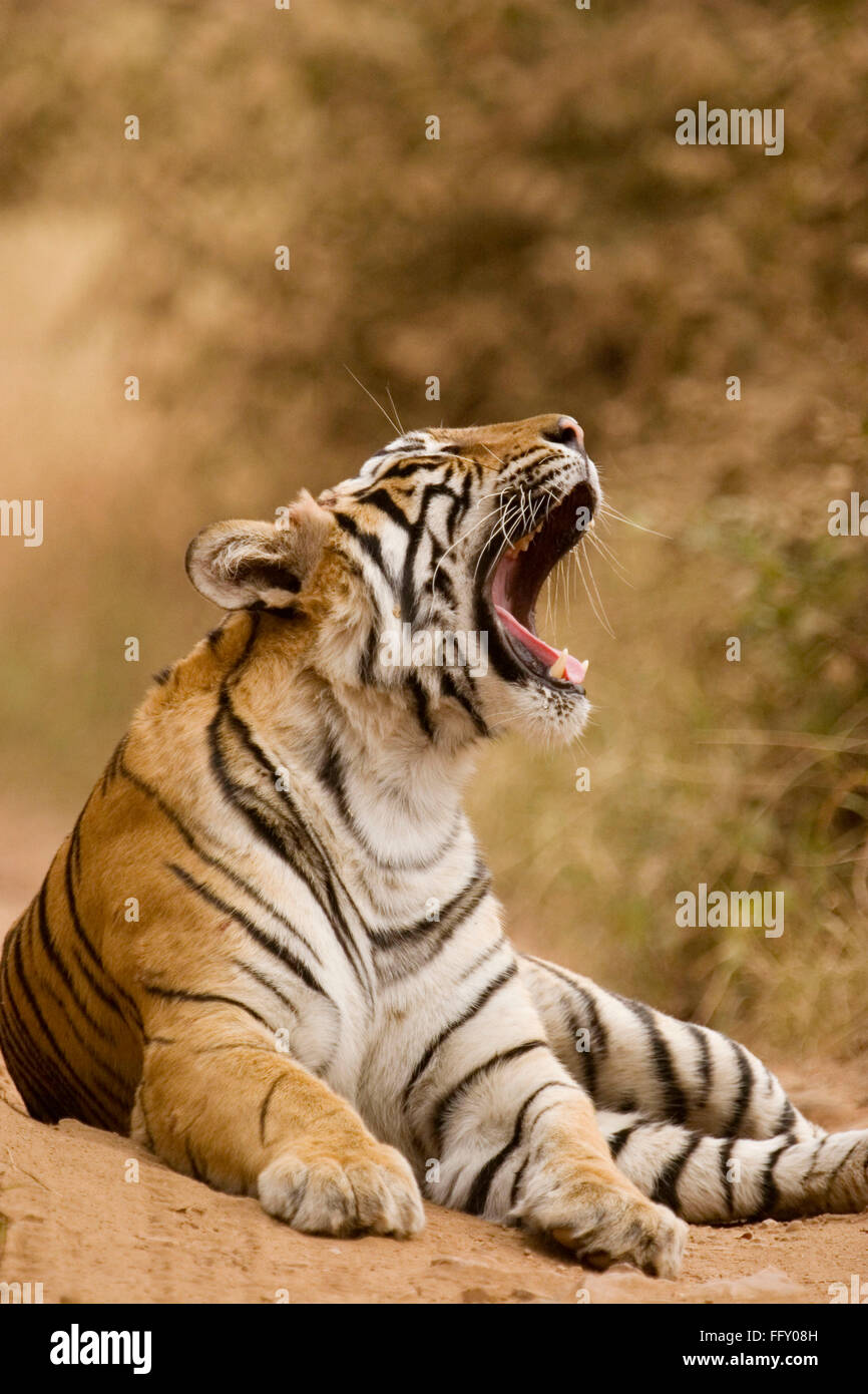 Tiger yawning hi-res stock photography and images - Alamy