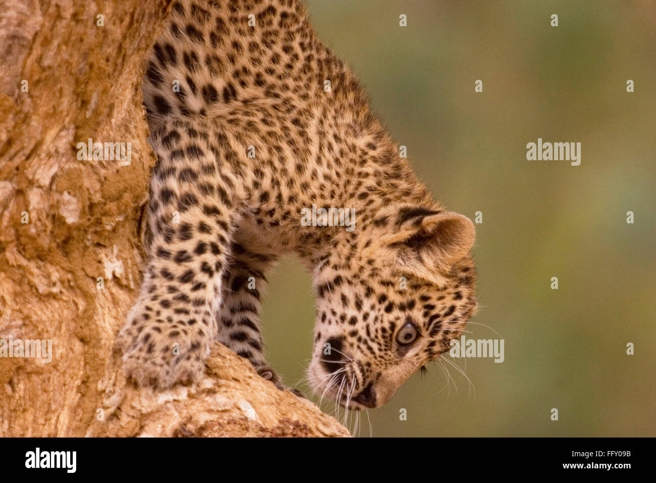 Rajasthan leopard tree hi-res stock photography and images - Alamy
