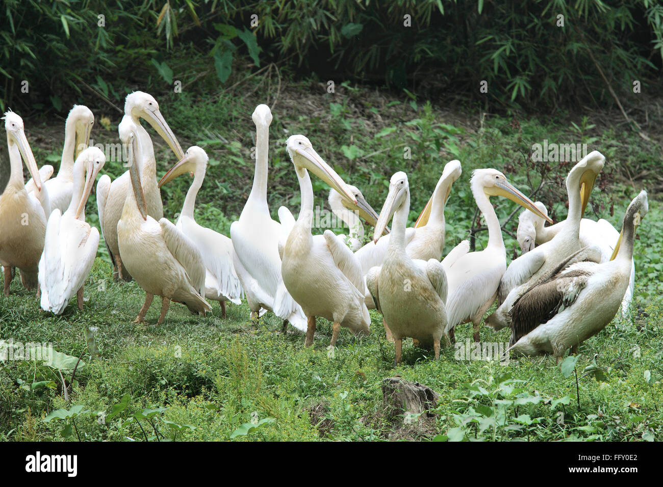 Names Of White Water Birds