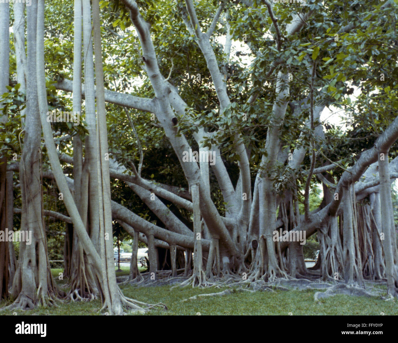 BANYAN TREE. /nBanyan tree on the grounds of Thomas Edison's winter ...