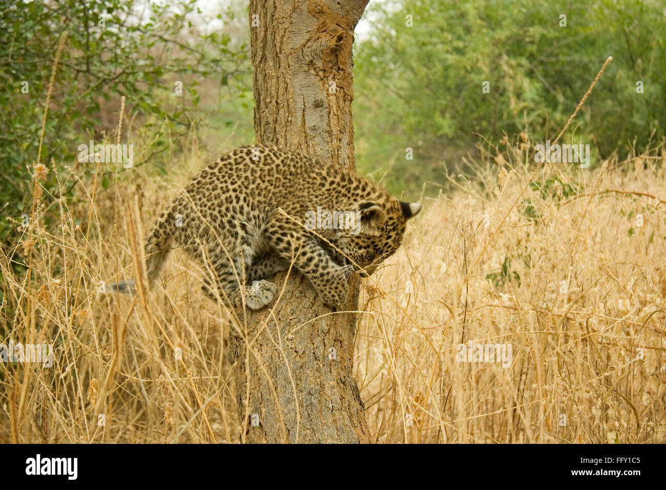 Black Panther Tree High Resolution Stock Photography and Images - Alamy
